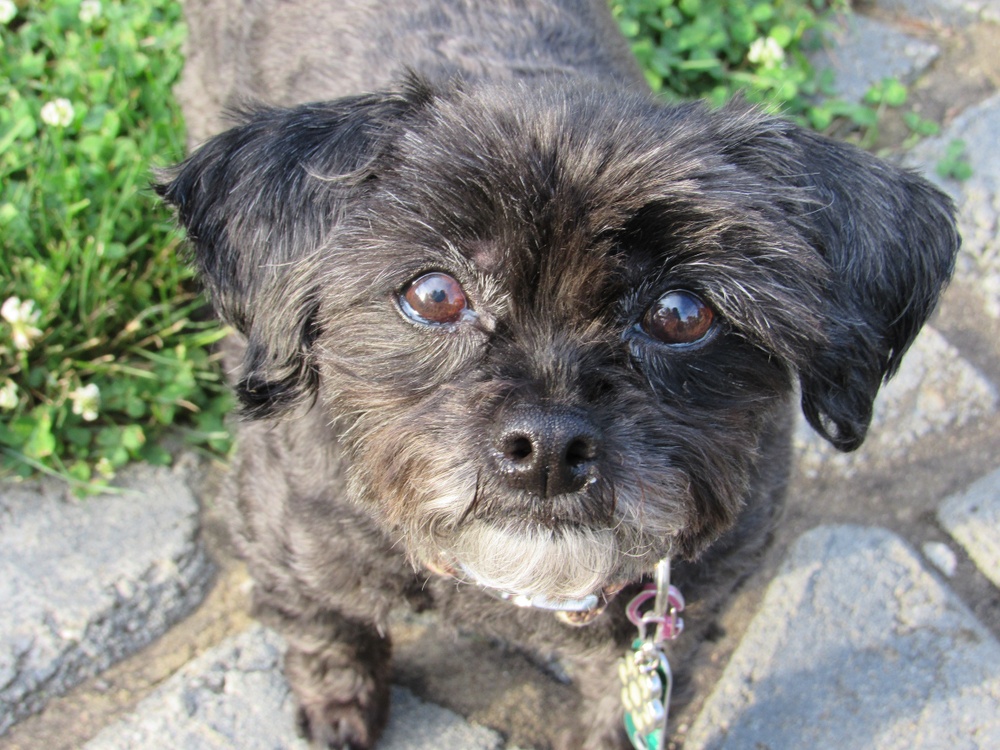 Shih-poo - Raças de Cachorro