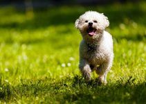 Springer Spaniel Inglês - Raças de Cachorro