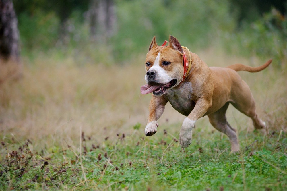 American Staffordshire Terrier - Raças de Cachorro